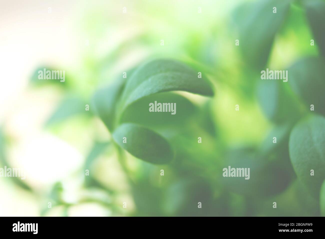 Blurred greenery at home background. Microgreens sprouts. Macro photo ...