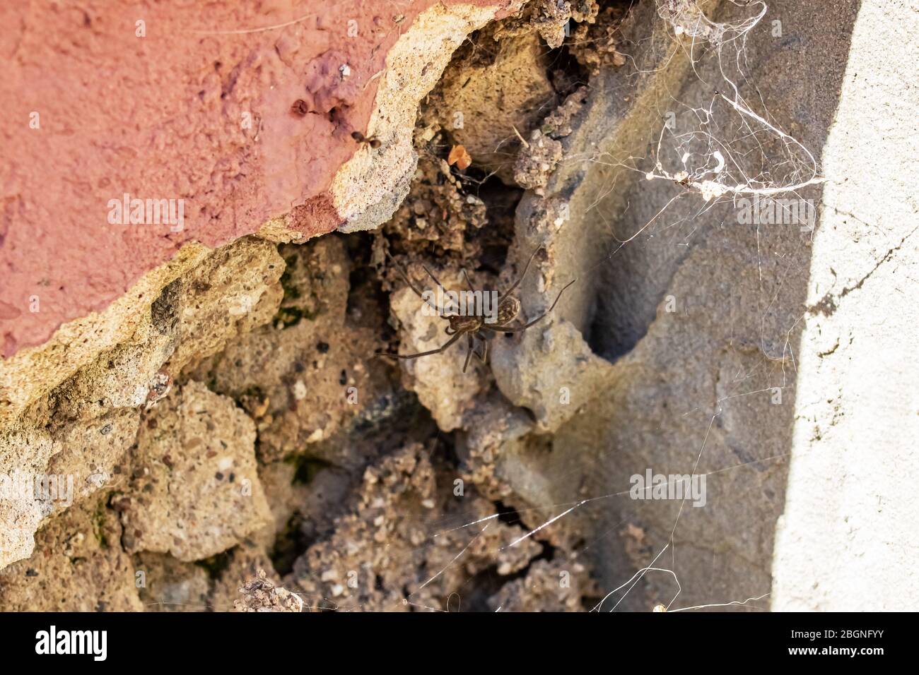 Spider on a web on a broken wall Stock Photo - Alamy