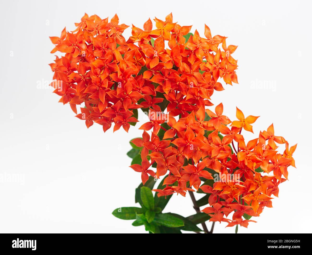 Rubiaceae flower isolate on white background. Ixora coccinea flower ...