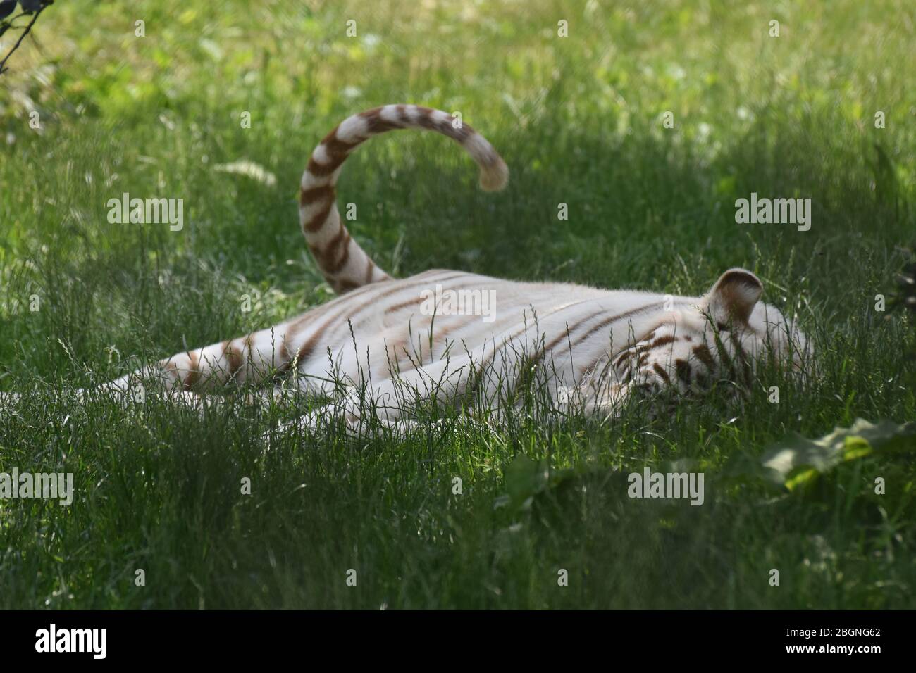 Resting white tiger swinging his tail in green grass Stock Photo - Alamy