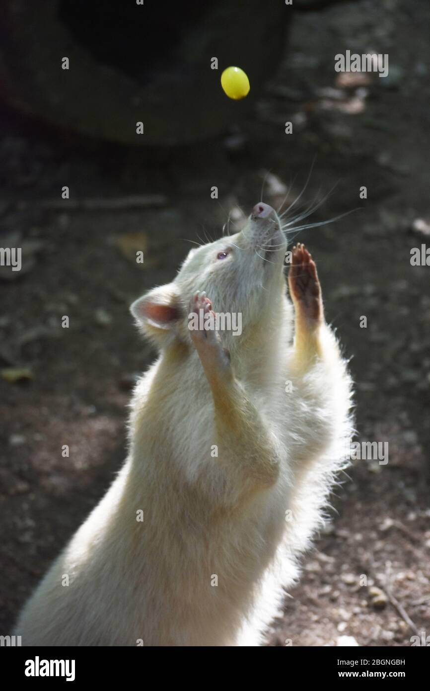 Rare albino raccoon reaching up to catch a grape Stock Photo - Alamy