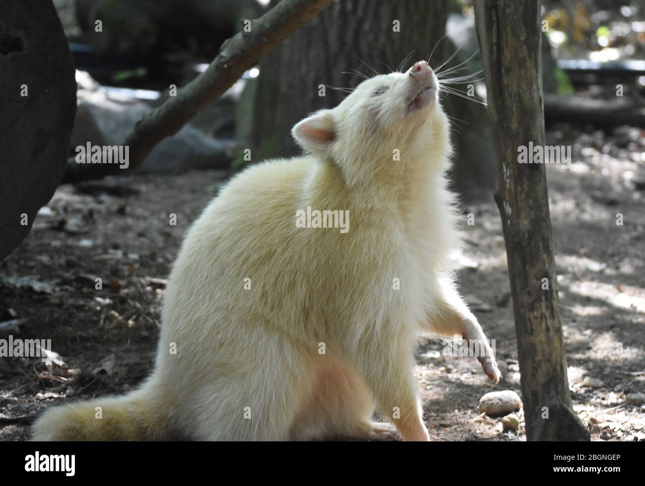Unusual and rare albino raccoon with white fur Stock Photo - Alamy