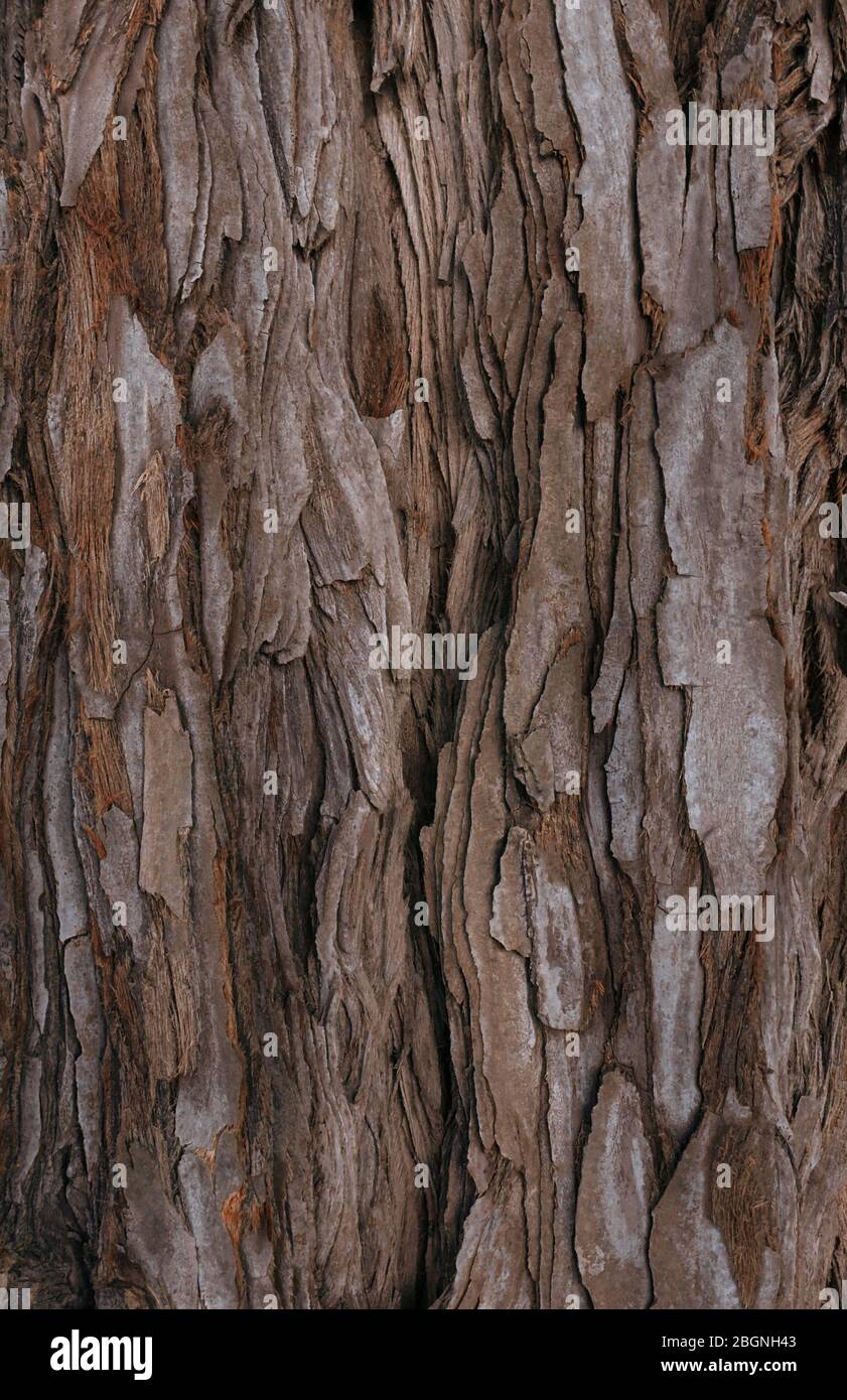The textured bark of a young coastal redwood. Sequoia bark natural ...