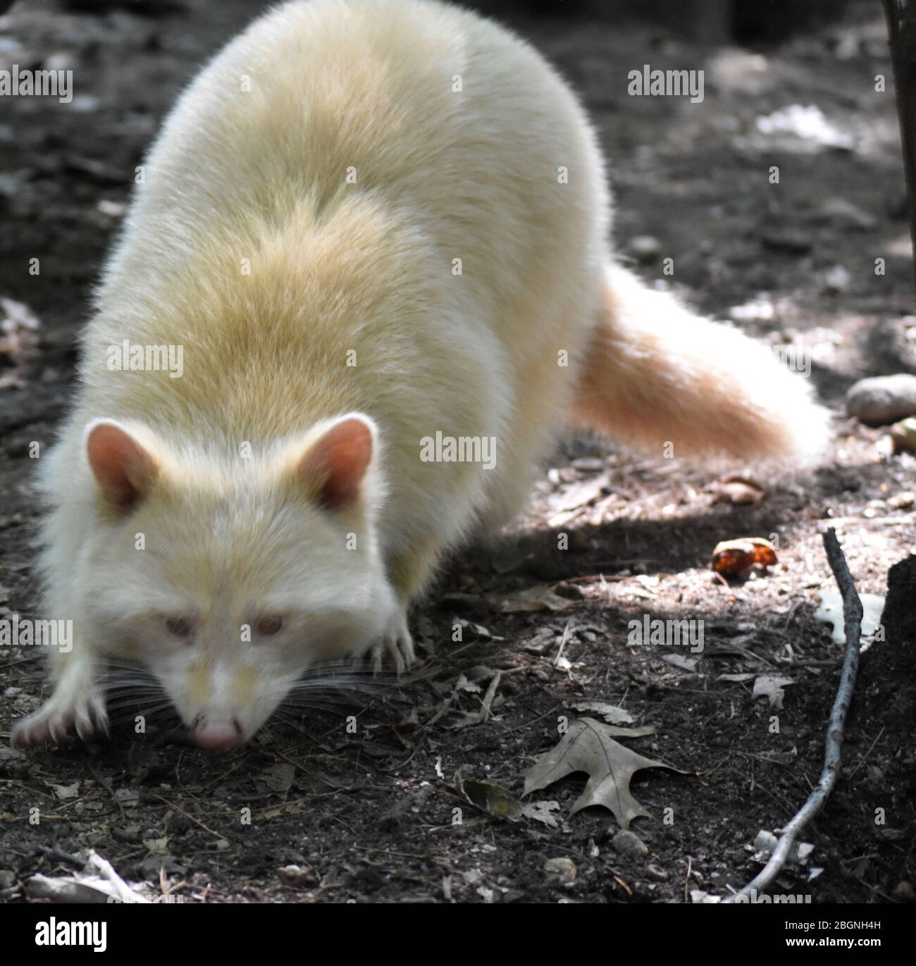 White albino raccoon smelling at the ground Stock Photo - Alamy