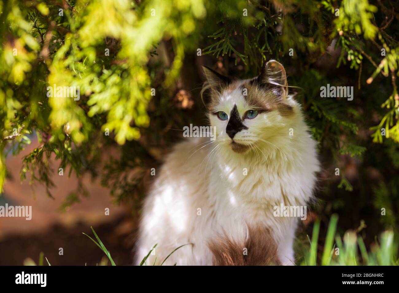 Tortoiseshell point hi-res stock photography and images - Alamy