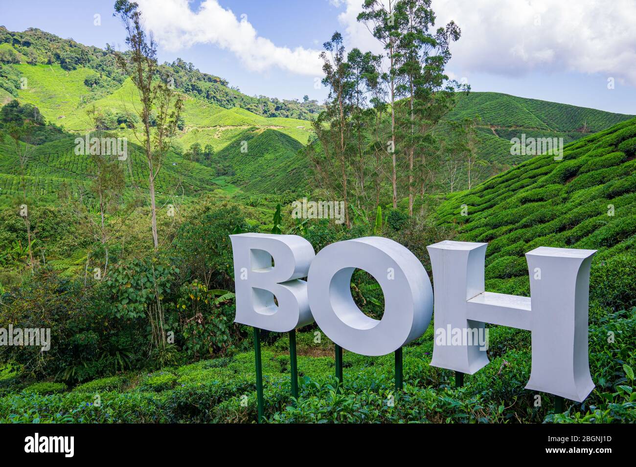 Boh tea company hi-res stock photography and images - Alamy