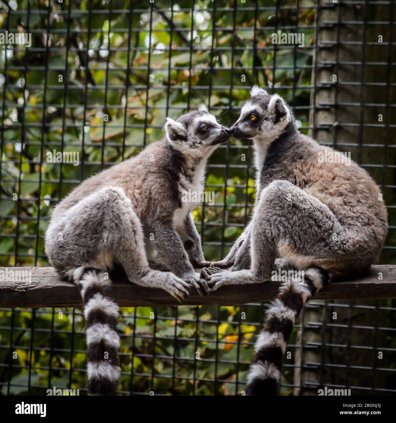 Couple of ring tailed lemurs sitting face to face and kissing - Lemur ...