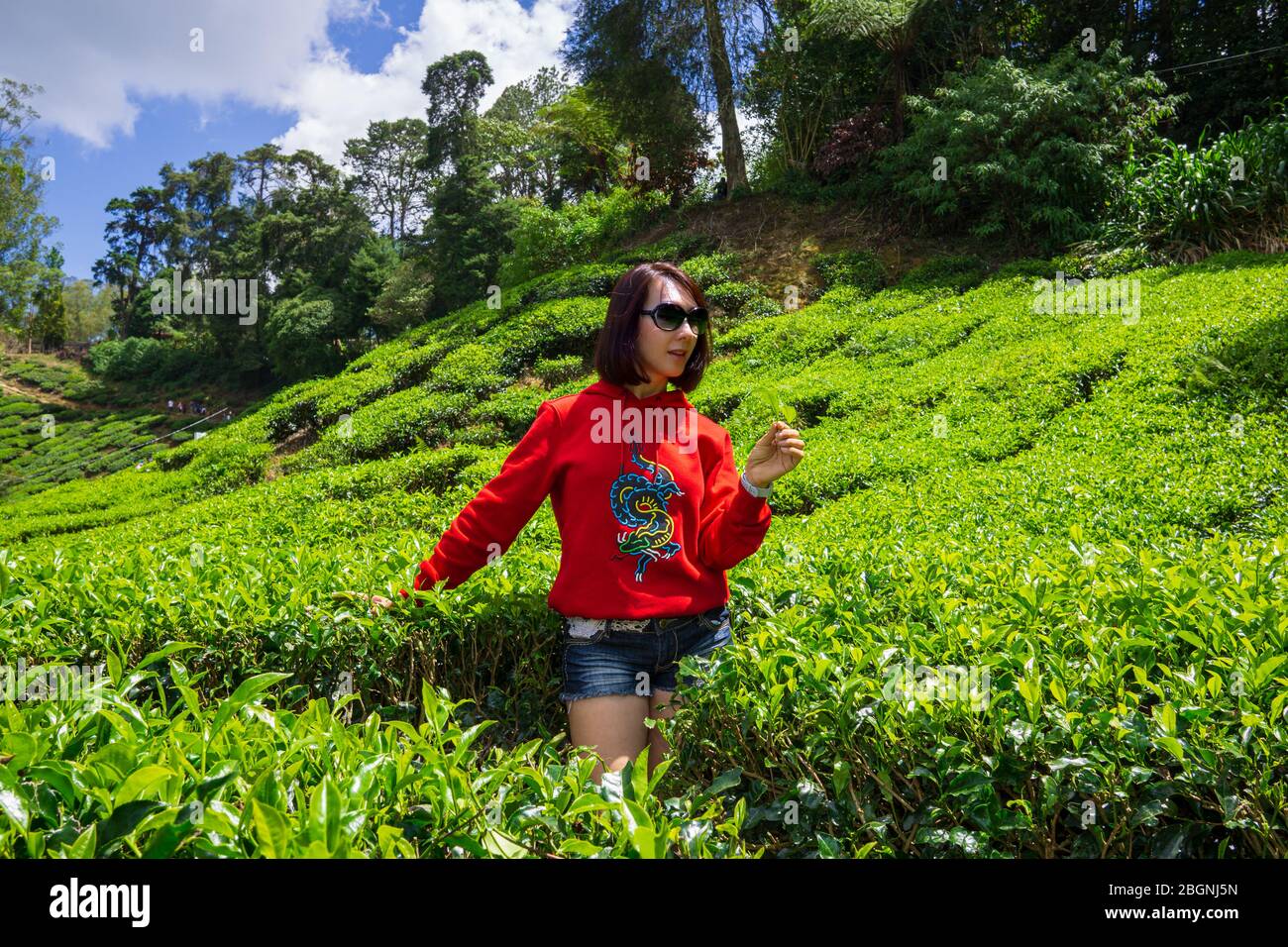 The Boh Tea Company was founded in 1929 and is one of the famous tea ...