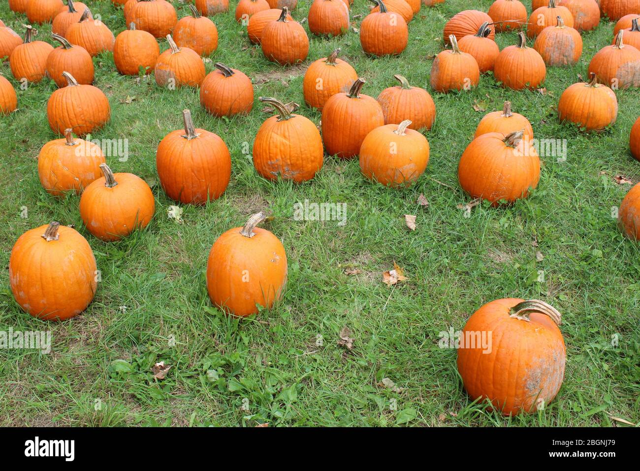 Pumpkin patch at local farm with several sizes and shapes of bright and ...