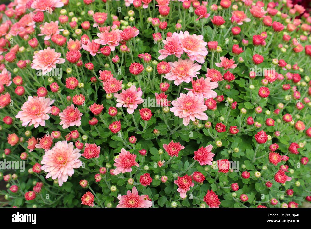 Pink mums hi-res stock photography and images - Alamy