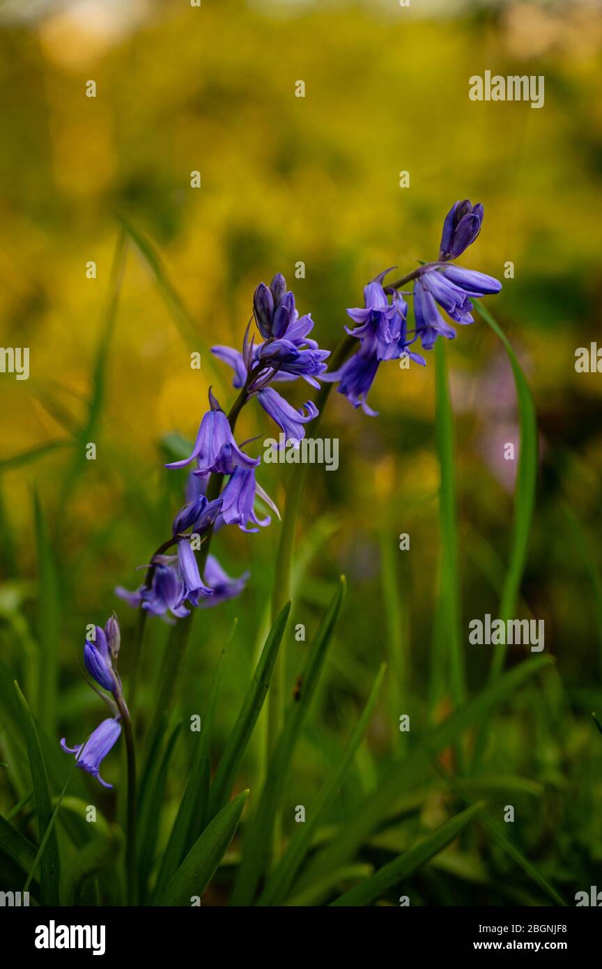 Hyacinthus non scripta hi-res stock photography and images - Alamy