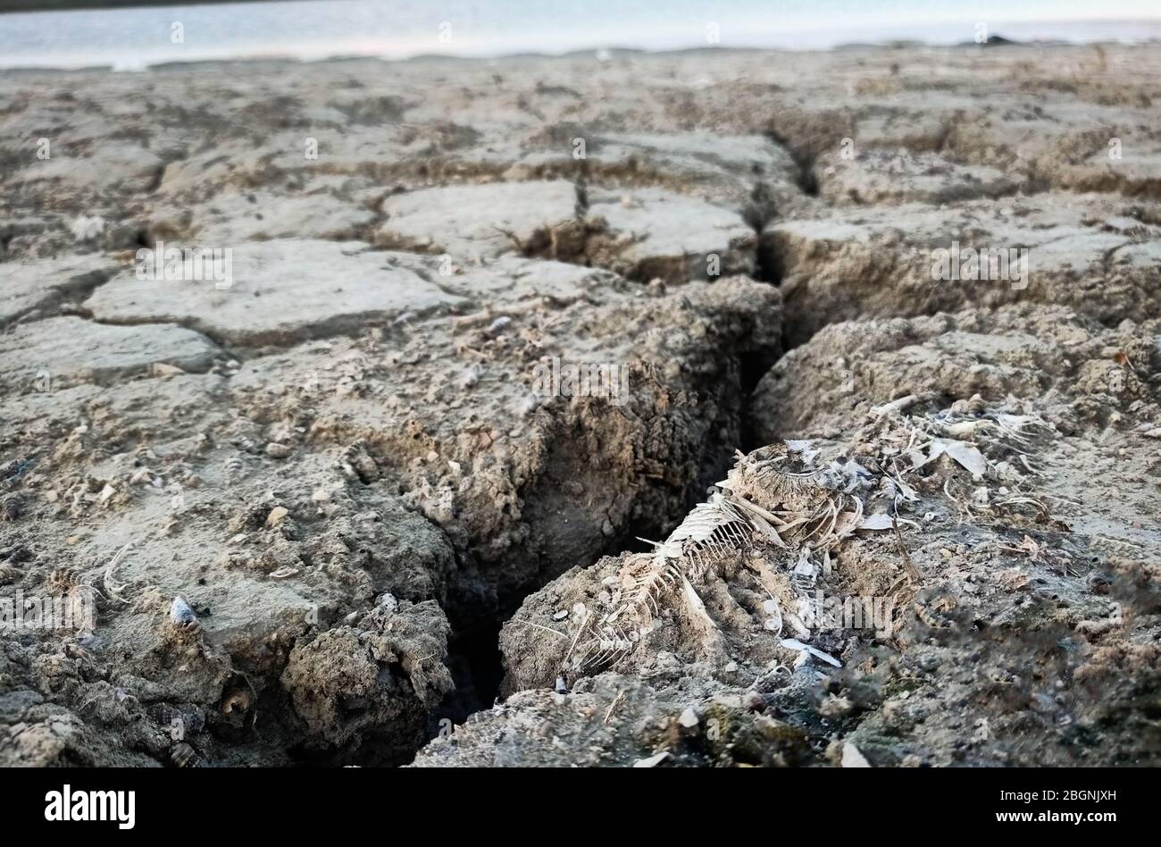 Arid fish bones From natural disasters Stock Photo - Alamy