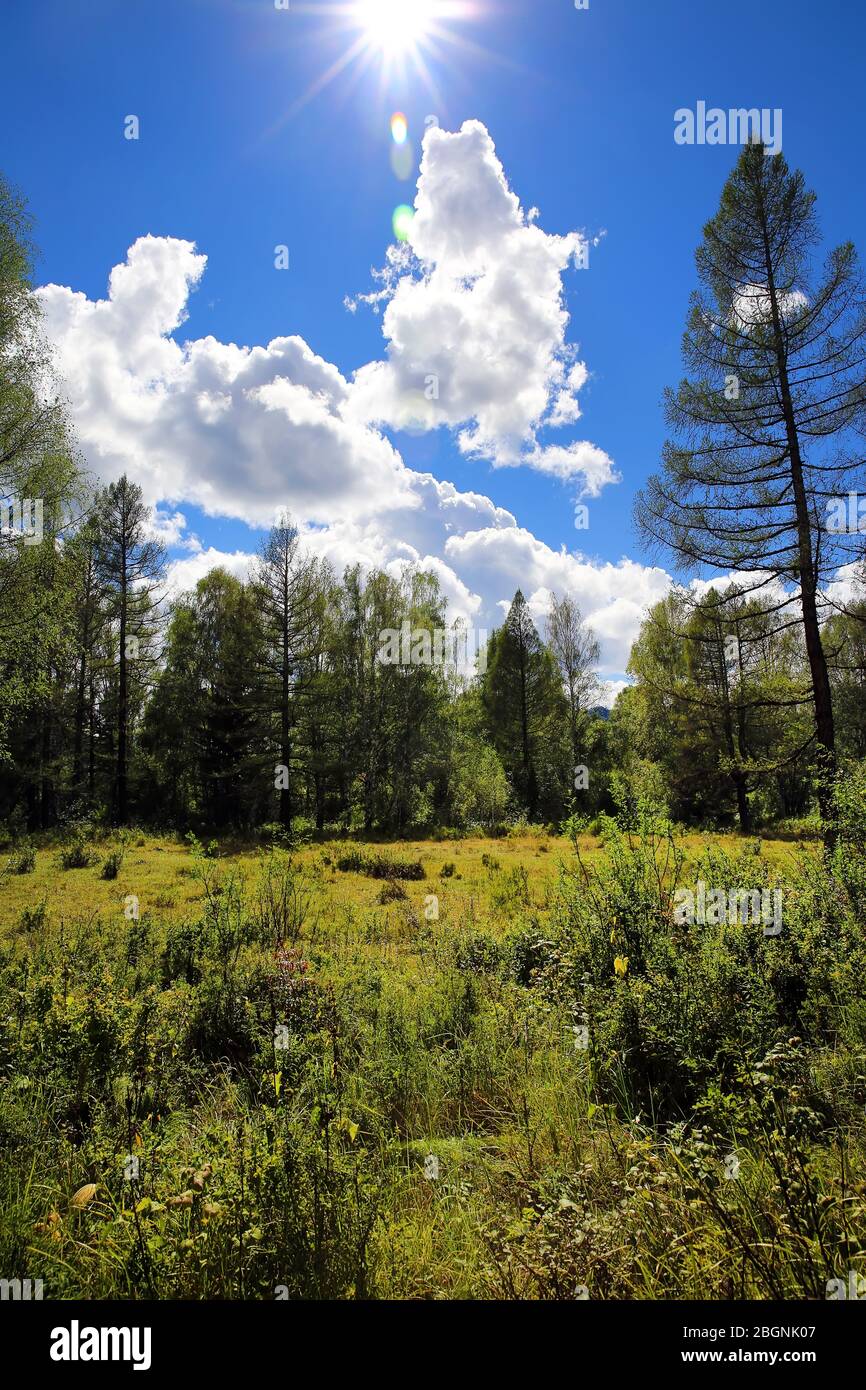 Natural sun light in the forest Stock Photo - Alamy