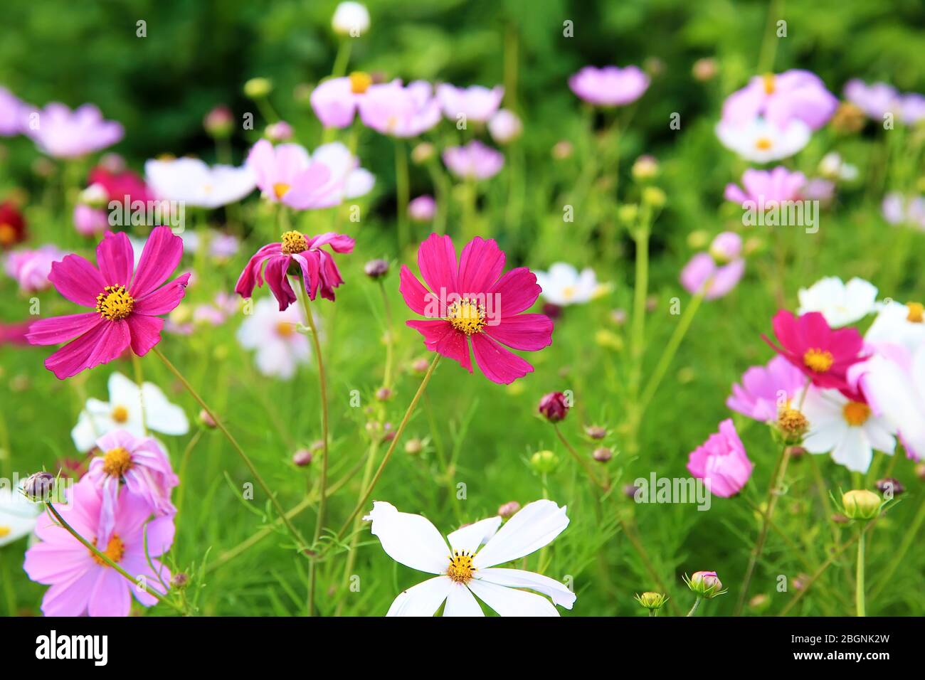 Cosmos bipinnatus flowers in the garden Stock Photo - Alamy