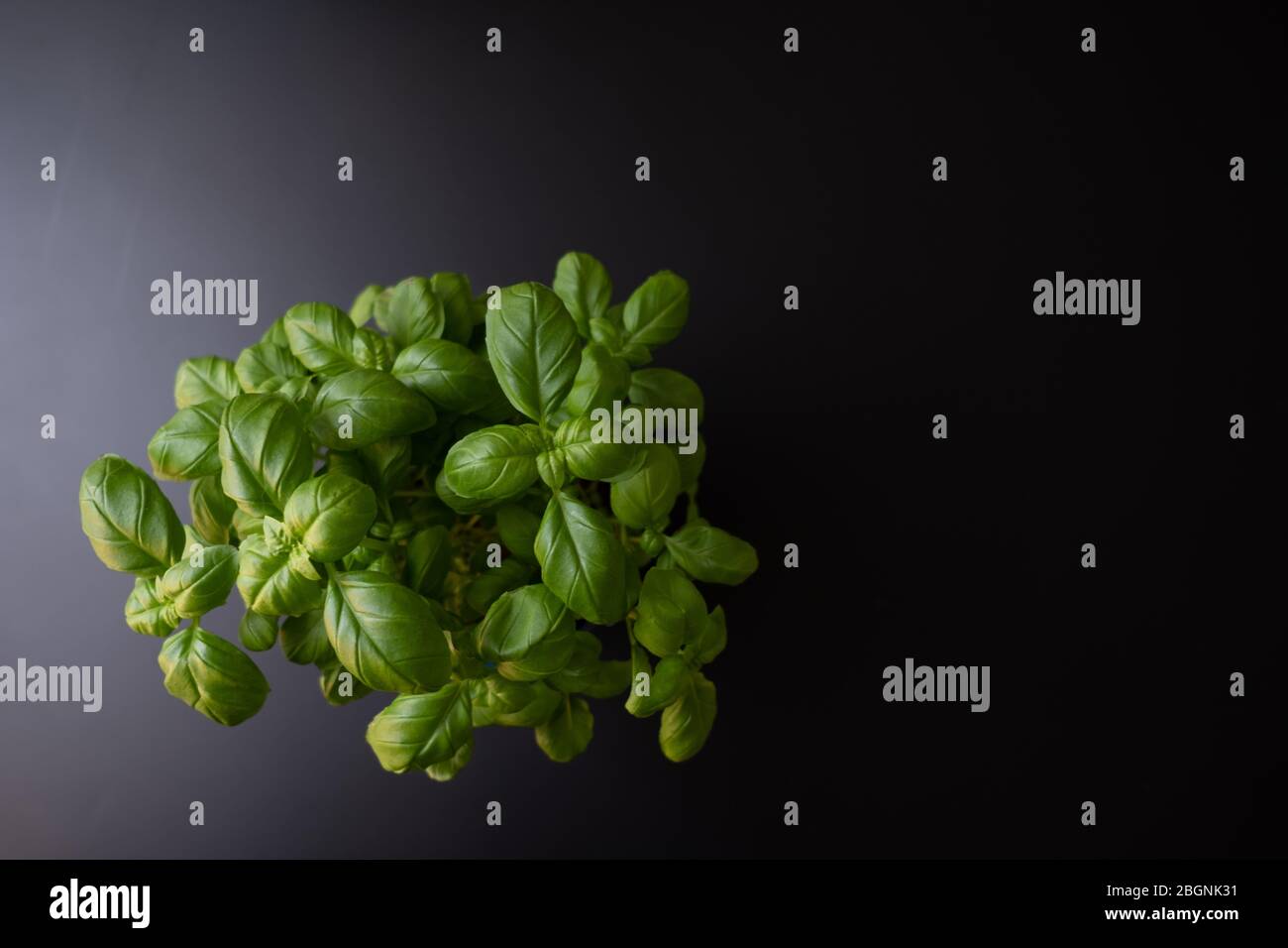 Top view of basil plant on a black background Stock Photo - Alamy