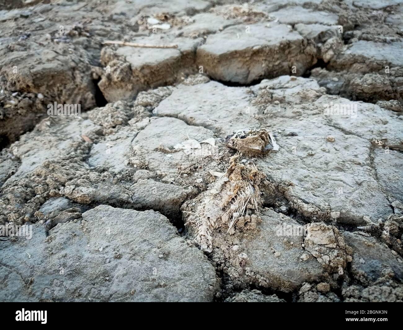 Arid fish bones from natural disasters Stock Photo - Alamy