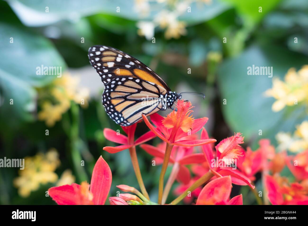 Side view of a Monarch butterfly on a little red flower Stock Photo - Alamy