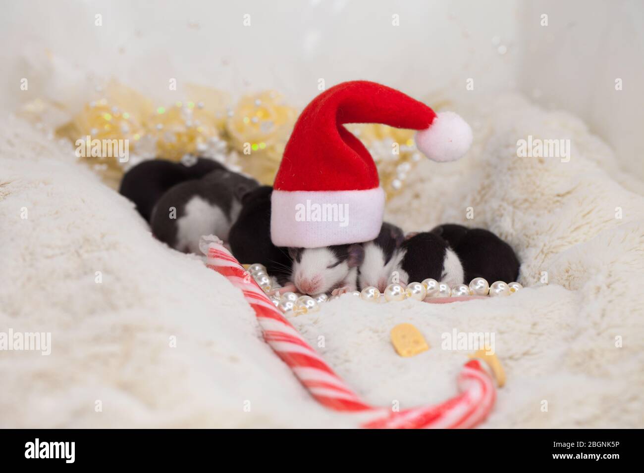 Good morning and good mood. Mom mouse and her cubs. Small and cute ...