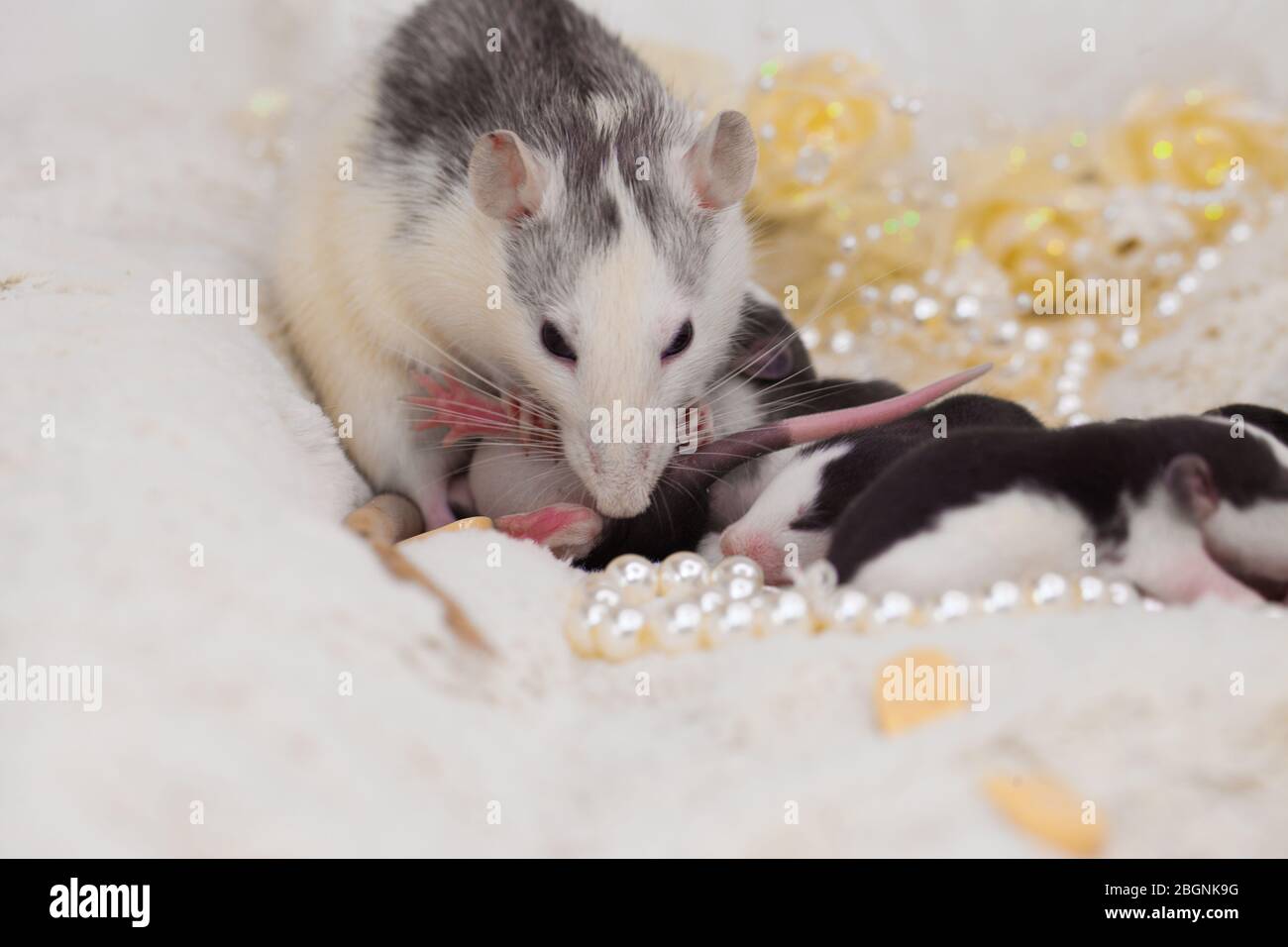 Good morning and good mood. Mom mouse and her cubs. Small and cute ...
