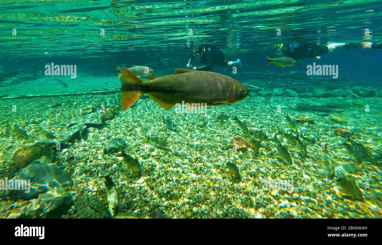 Rio da Prata Stock Photo - Alamy