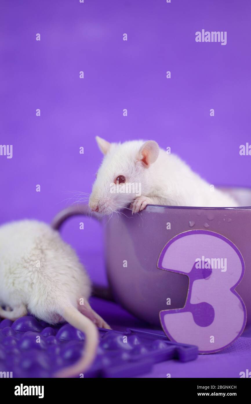Rats on a purple background. Furry mice Stock Photo - Alamy