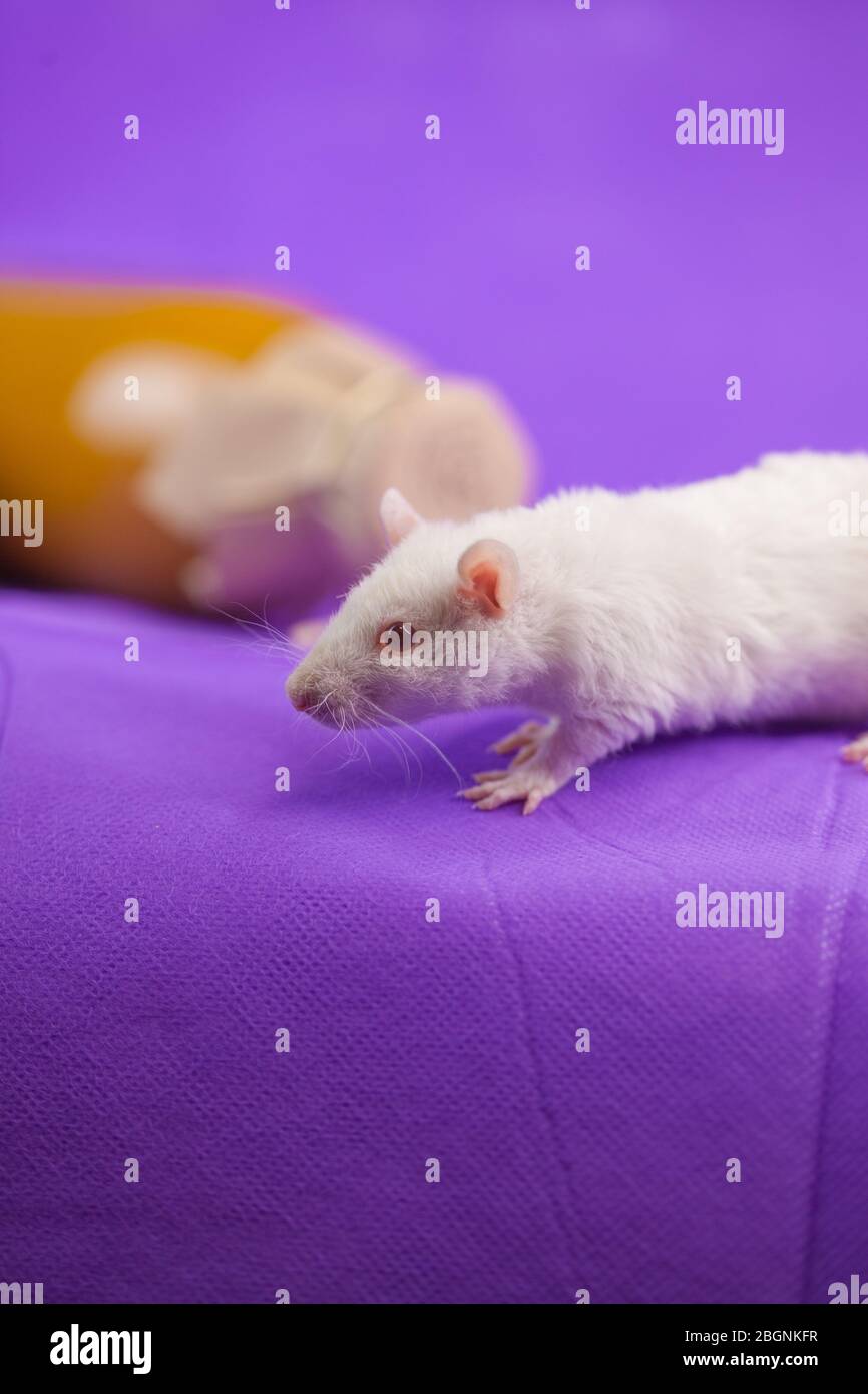 Rats on a purple background. Furry mice Stock Photo - Alamy