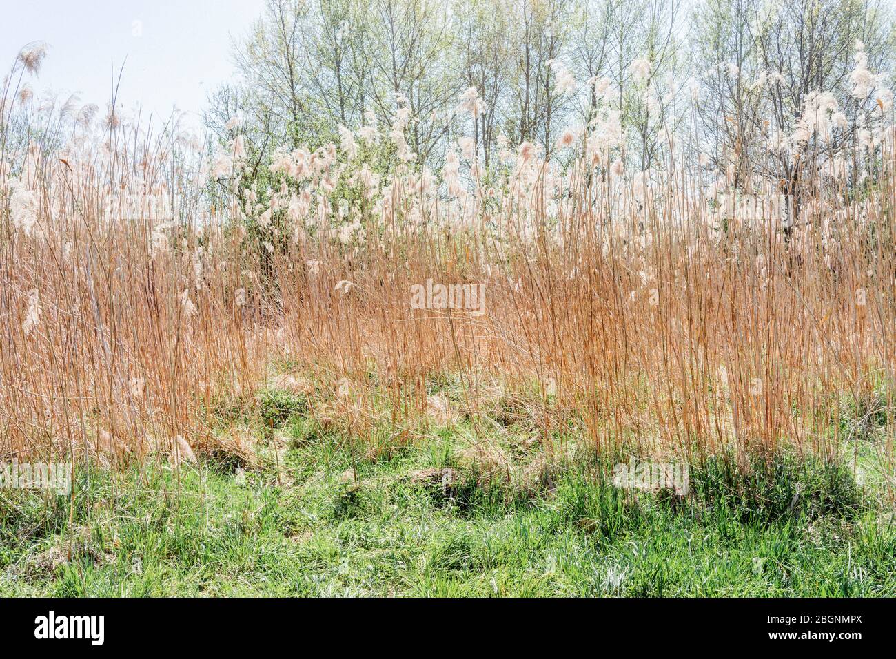 Reed trail hi-res stock photography and images - Alamy
