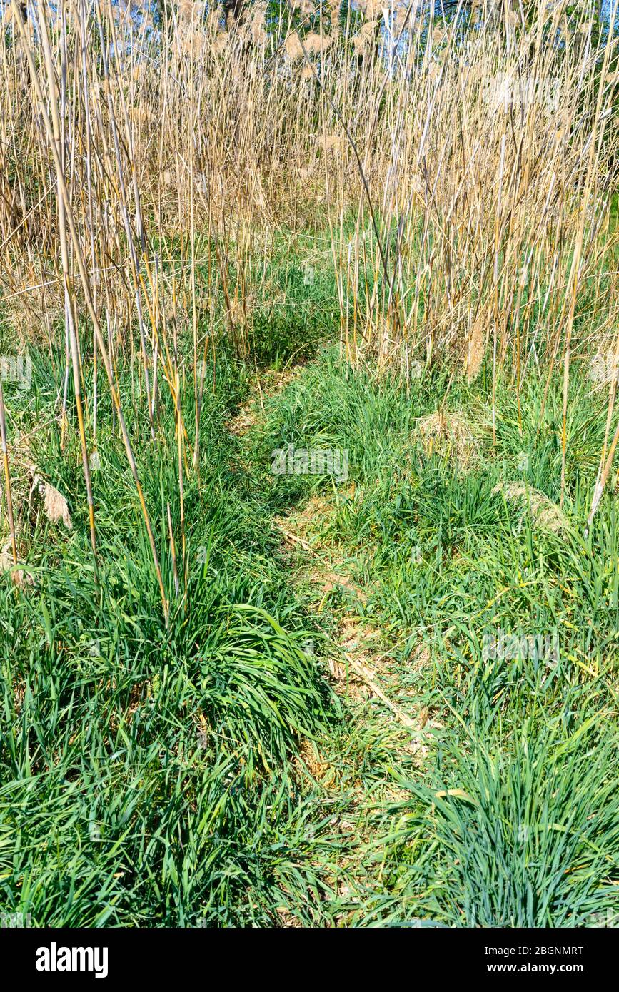 Reed trail hi-res stock photography and images - Alamy