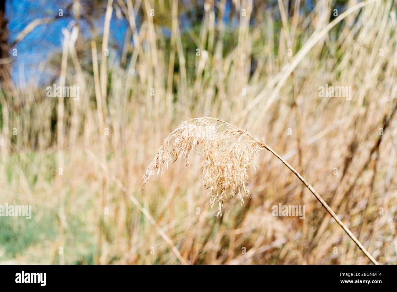 Wetlands reed hi-res stock photography and images - Alamy