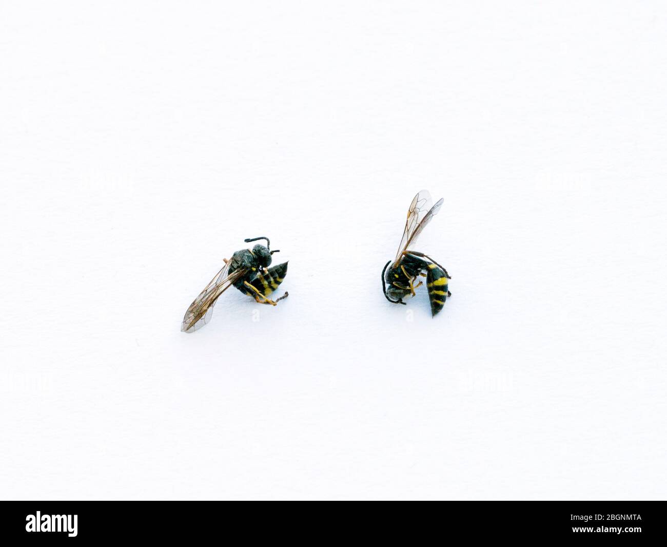 Wasp specimen on white background Stock Photo - Alamy