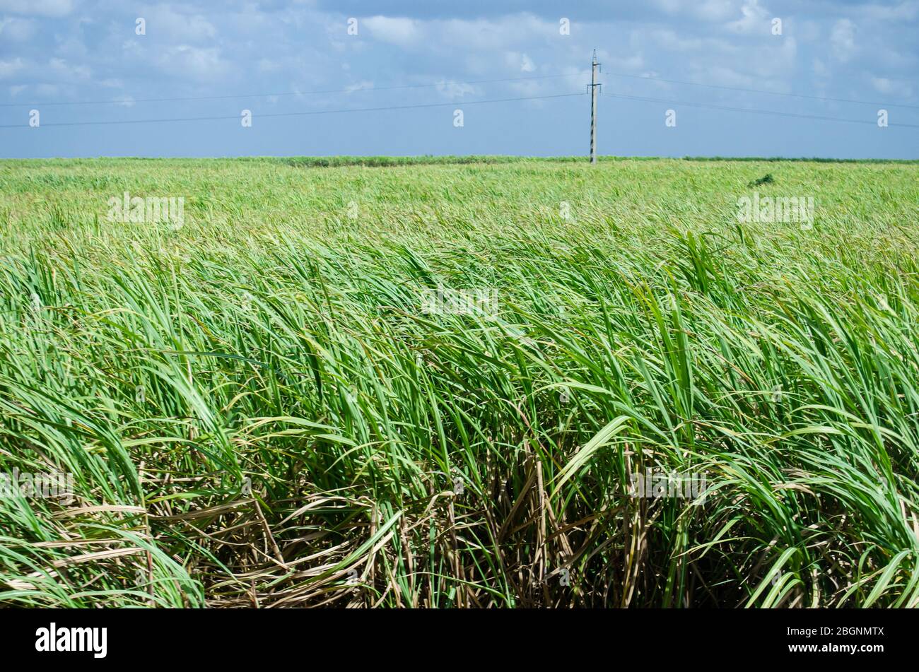 Sugar cane plantation hi-res stock photography and images - Alamy