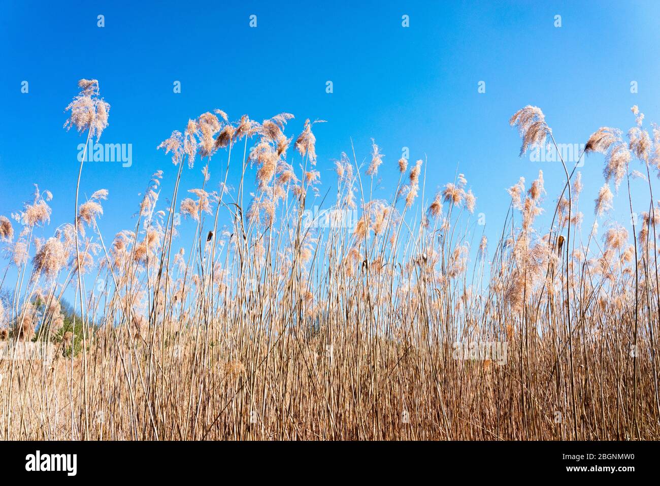 Reeds and landscape hi-res stock photography and images - Alamy