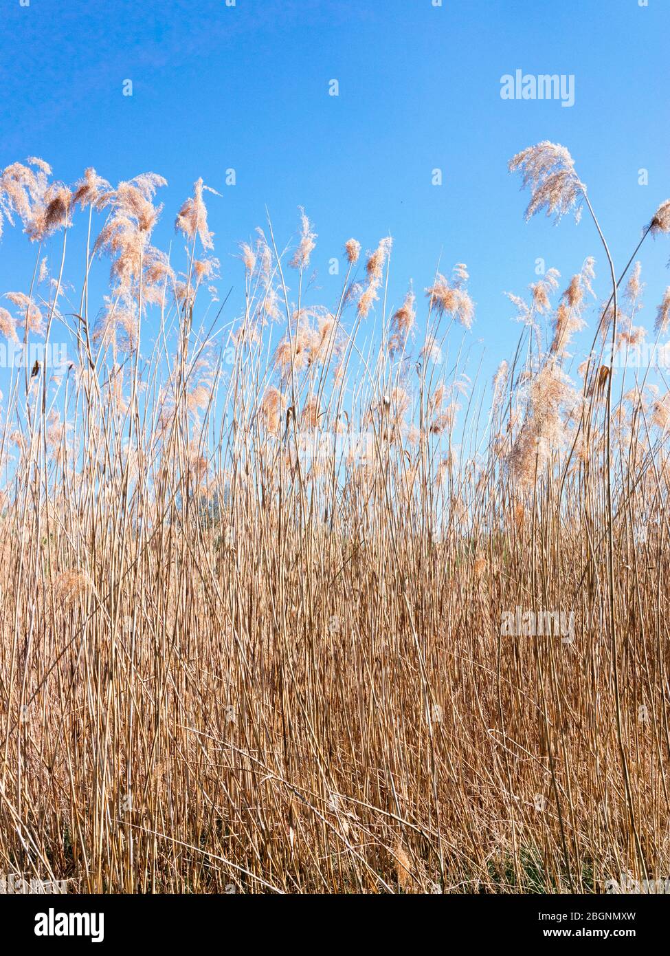 Wetlands reed hi-res stock photography and images - Alamy
