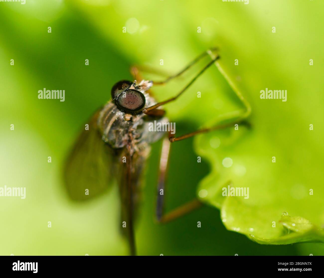 Lechuga lettuce hi-res stock photography and images - Alamy