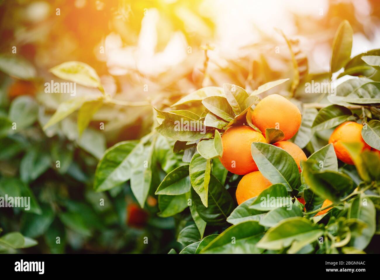 Florida Orange Tree Farm High Resolution Stock Photography and Images ...