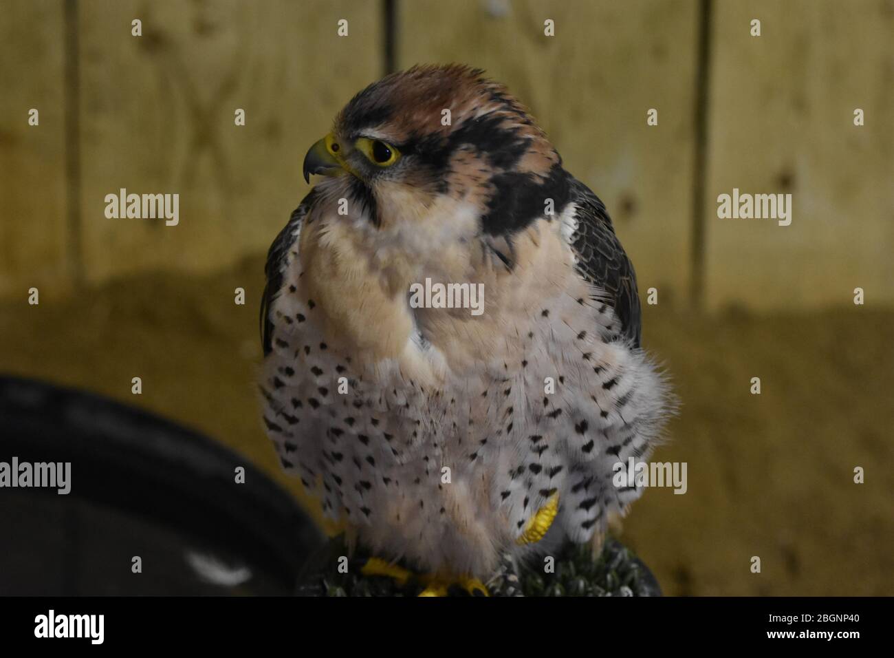 Noahs ark zoo farm falcon hi-res stock photography and images - Alamy