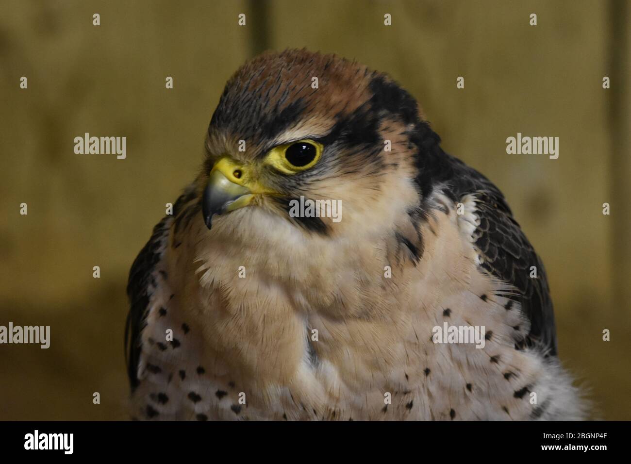 A Lanner falcon at Noah's Ark Zoo Farm in Bristol Stock Photo - Alamy