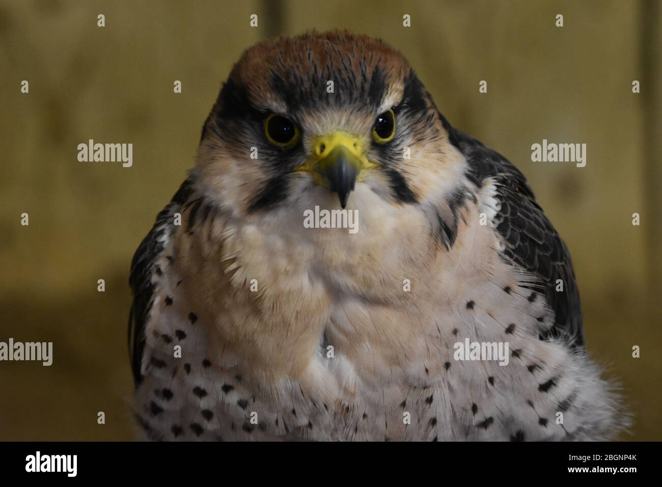 Noahs ark zoo farm falcon hi-res stock photography and images - Alamy