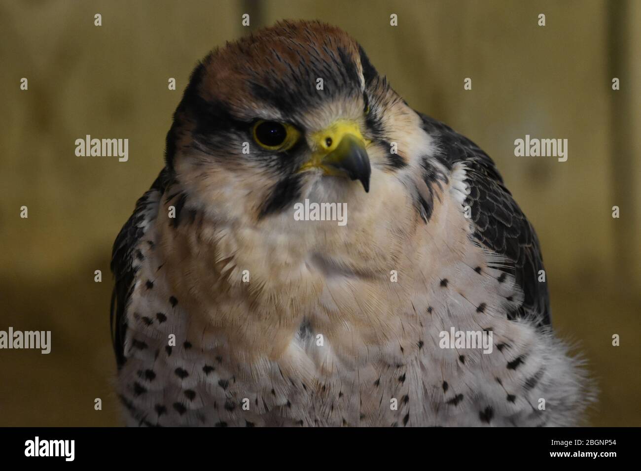 A Lanner falcon at Noah's Ark Zoo Farm in Bristol Stock Photo - Alamy