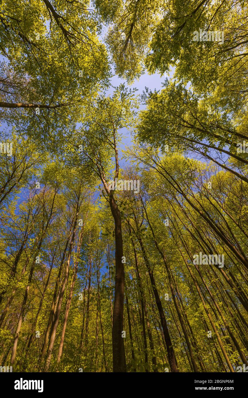Spring Summer Sun Shining Through Canopy Of Tall Trees Stock Photo - Alamy