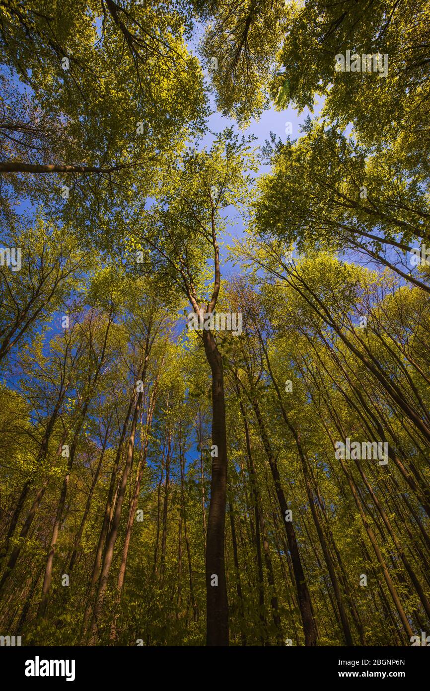 Spring Summer Sun Shining Through Canopy Of Tall Trees Stock Photo - Alamy