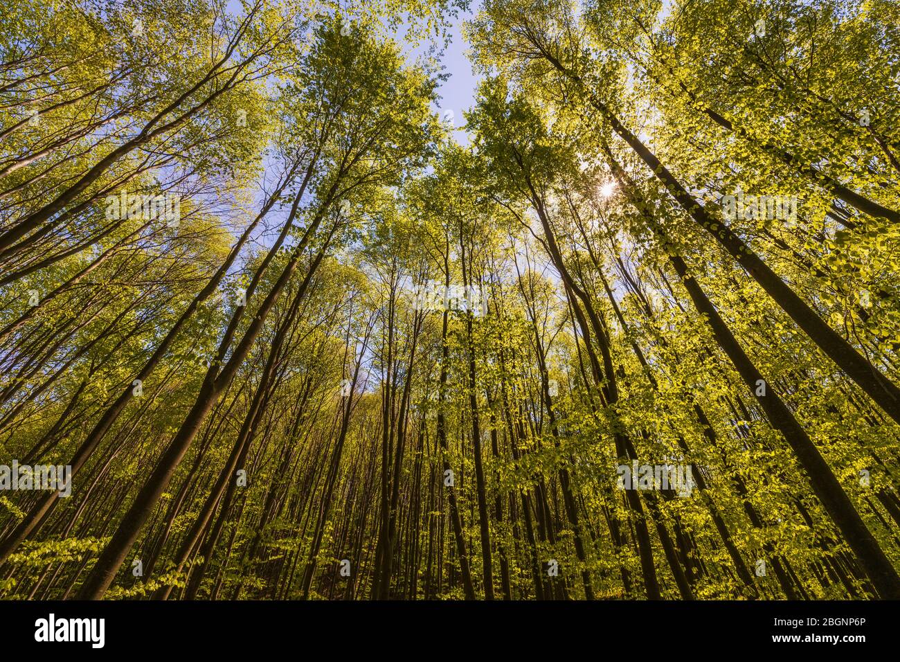 Spring Summer Sun Shining Through Canopy Of Tall Trees Stock Photo - Alamy