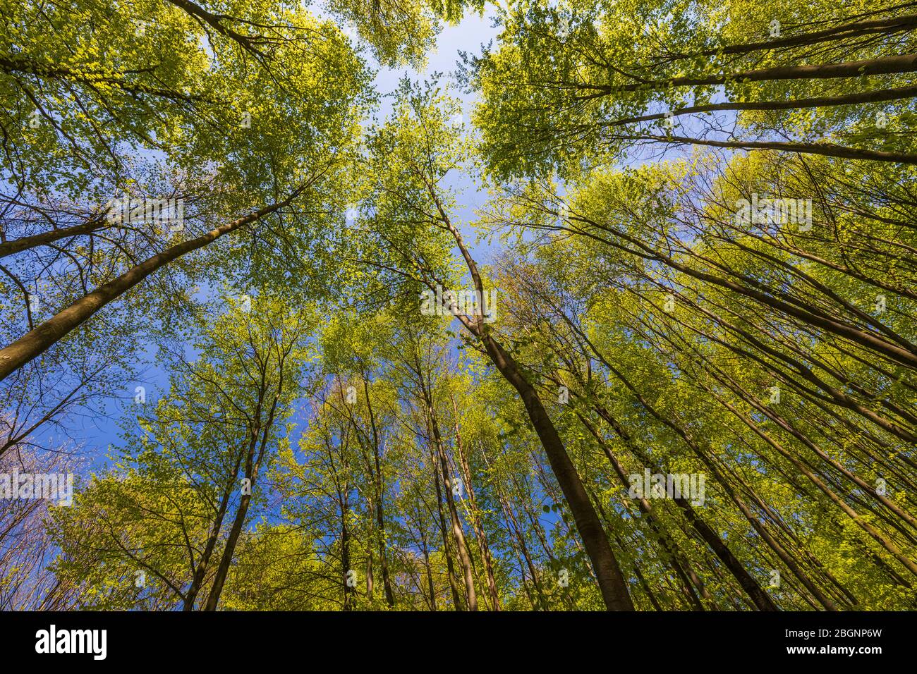 Spring Summer Sun Shining Through Canopy Of Tall Trees Stock Photo - Alamy