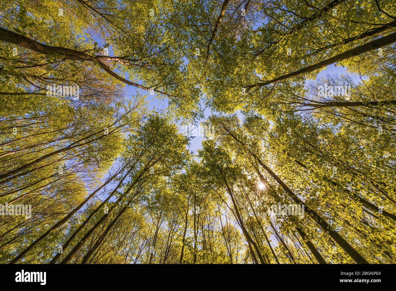 Spring Summer Sun Shining Through Canopy Of Tall Trees Stock Photo - Alamy