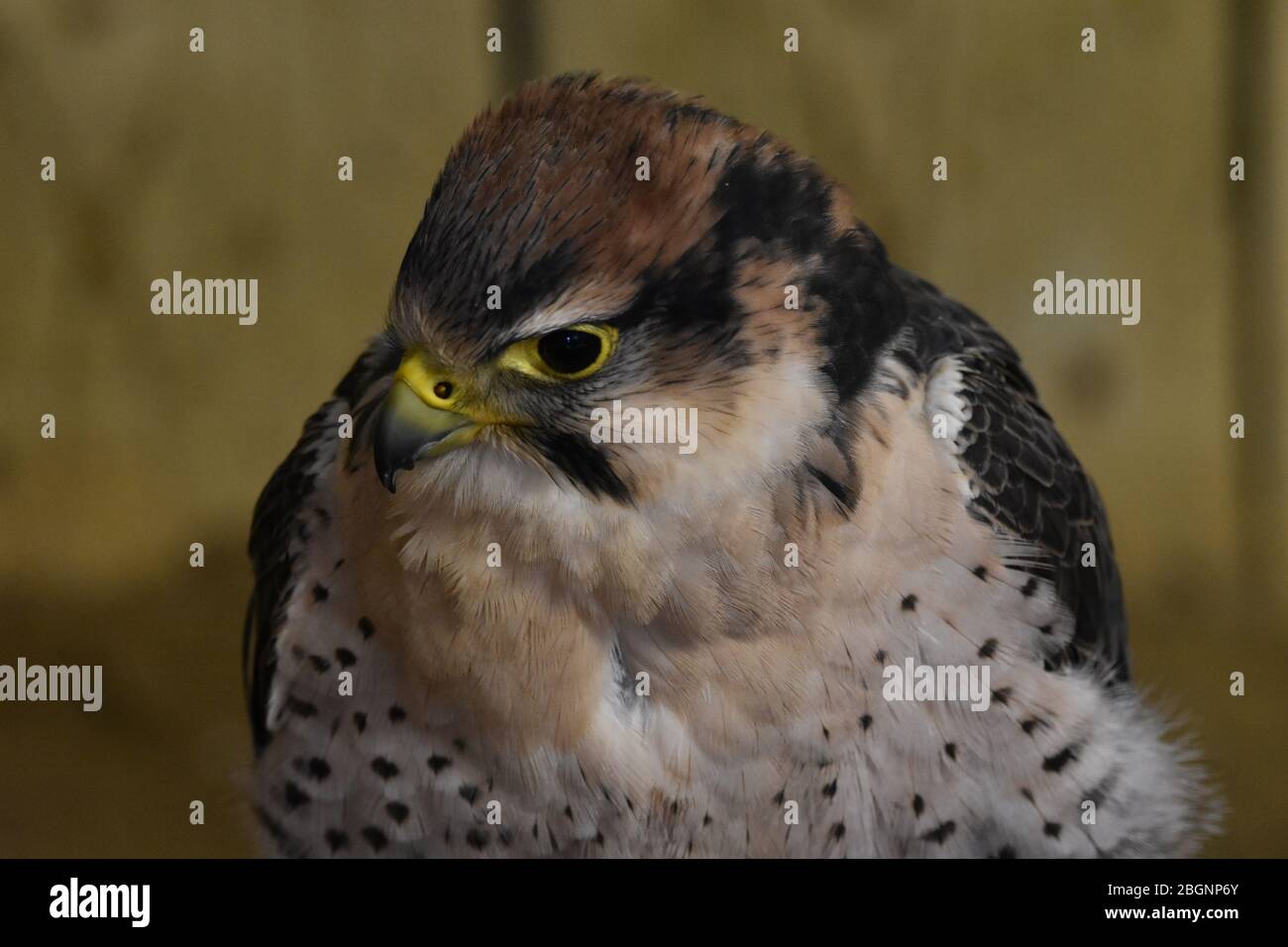 A Lanner falcon at Noah's Ark Zoo Farm in Bristol Stock Photo - Alamy