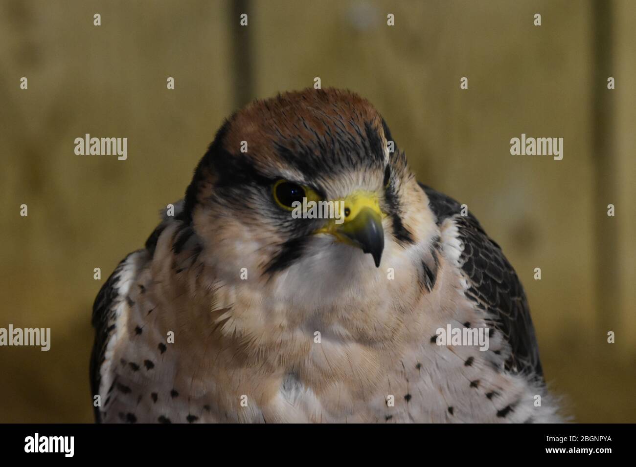 Noahs ark zoo farm falcon hi-res stock photography and images - Alamy