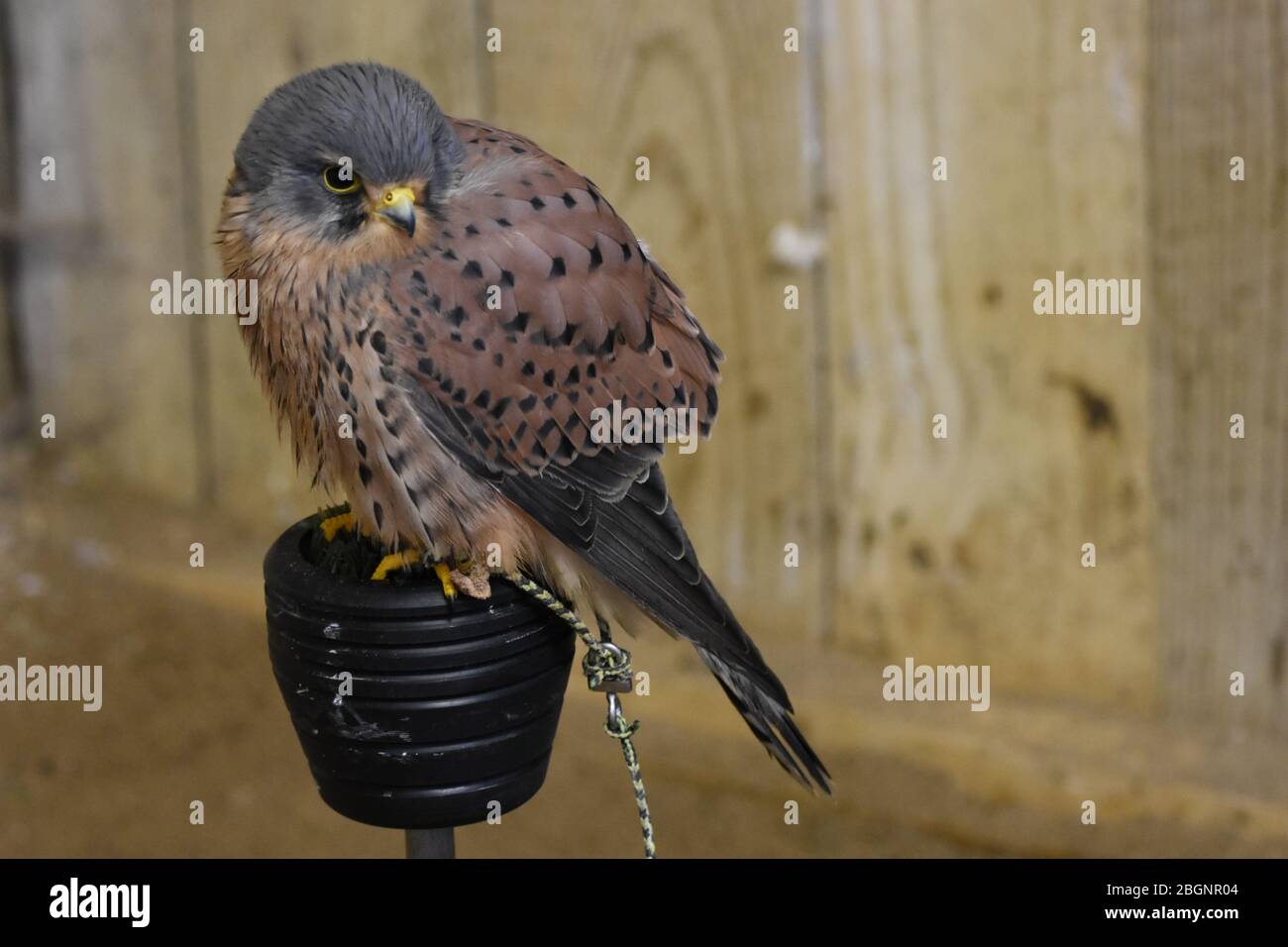 A Lanner falcon at Noah's Ark Zoo Farm in Bristol Stock Photo - Alamy