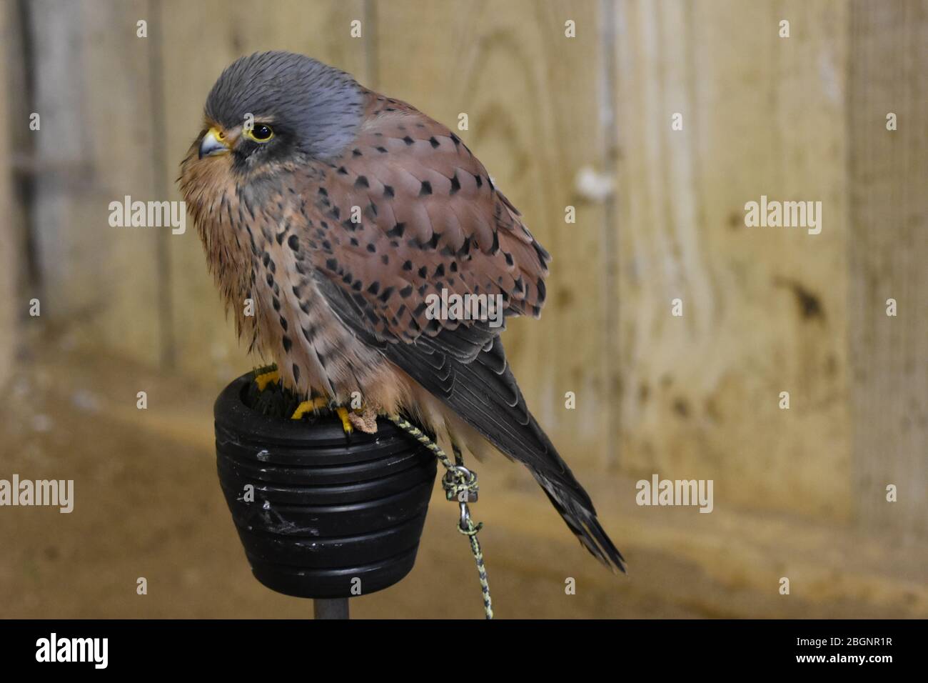 Noahs ark zoo farm falcon hi-res stock photography and images - Alamy