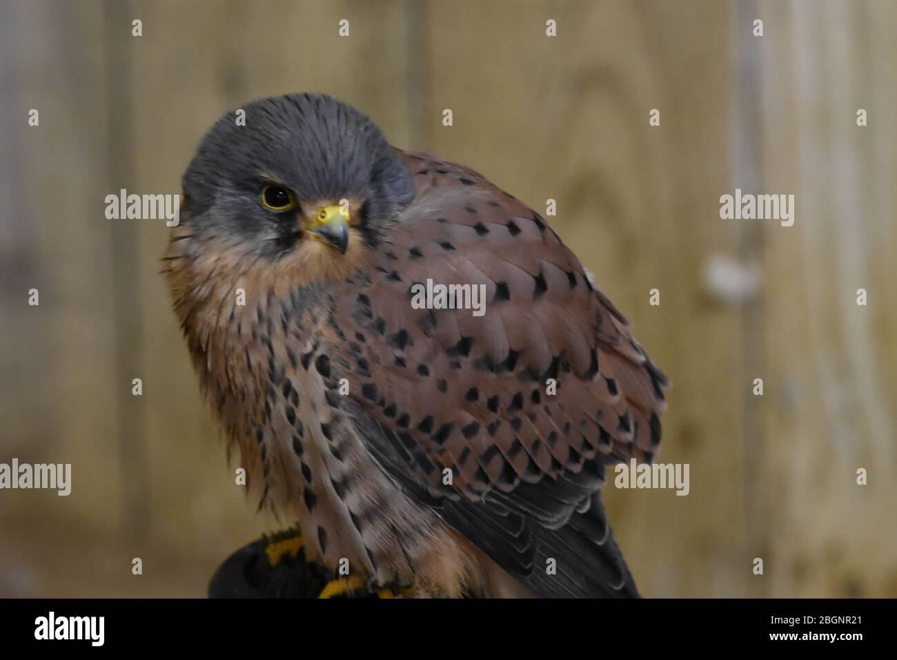 Noahs ark zoo farm falcon hi-res stock photography and images - Alamy