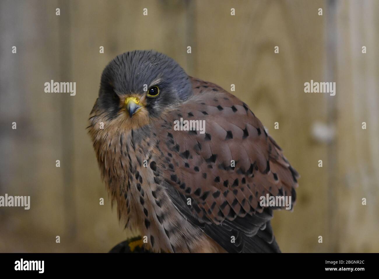 Noahs ark zoo farm falcon hi-res stock photography and images - Alamy